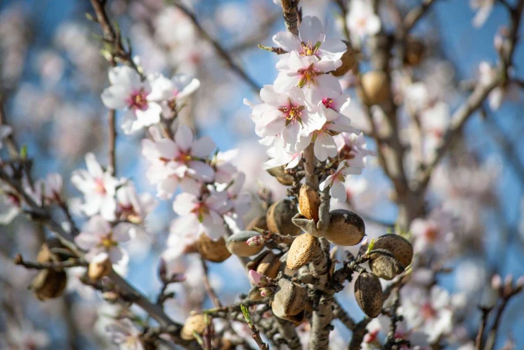 La Flor De Almendro: Belleza Efímera Y Significado Profundo