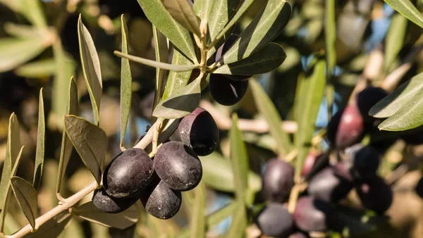 La Aceituna Es Una Fruta: ¿Es Considerada Una Fruta? 2024