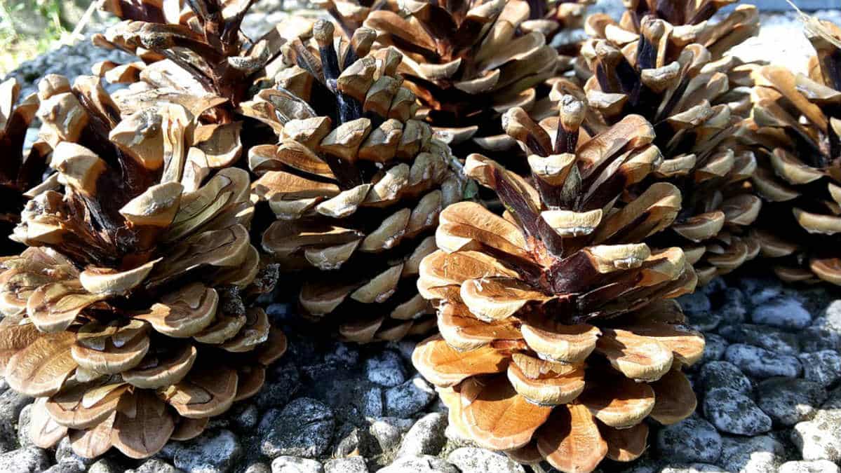 Origen De Los Piñones: Cultivo Y Beneficios 2024