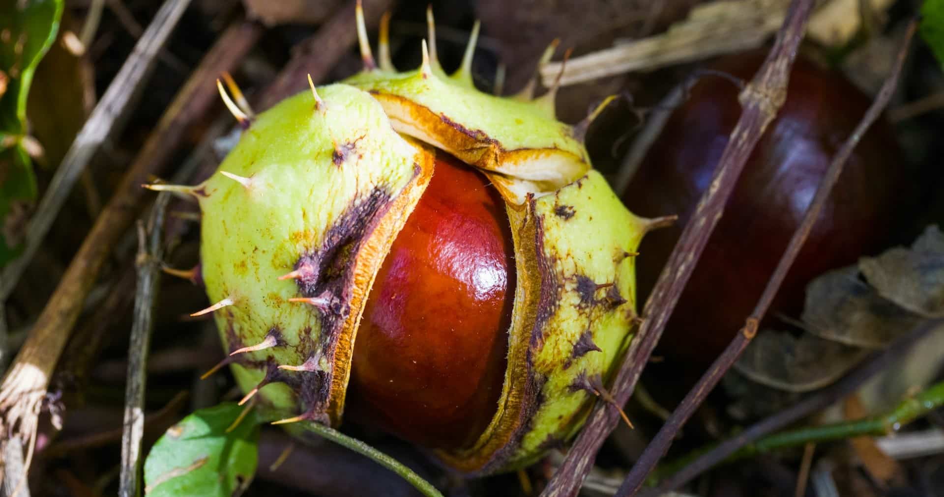 "Polvo De Castaña: Beneficios Y Todo Lo Que Debes Saber 2024