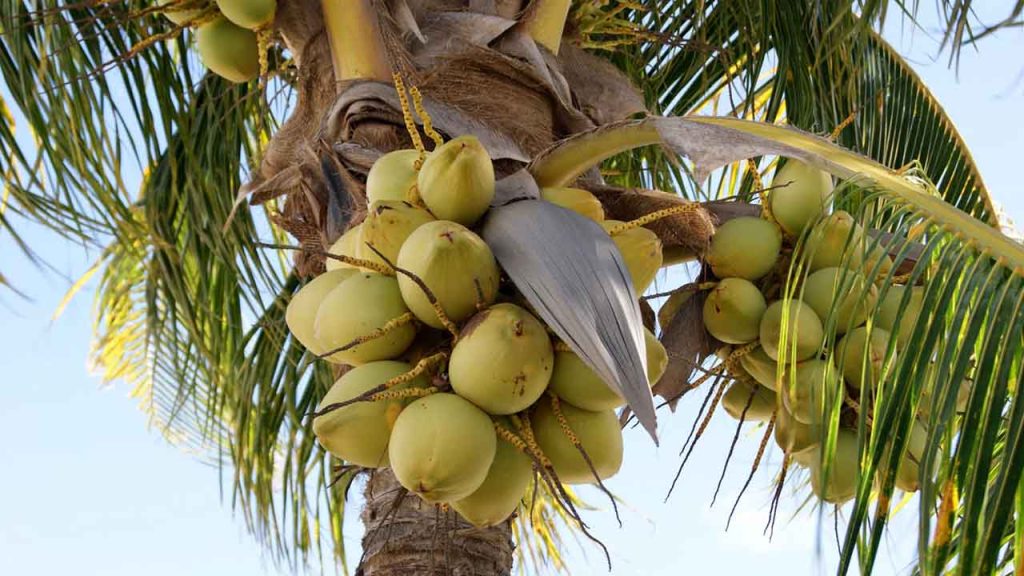 Planta Que Brota El árbol De Coco Cómo Y Cuándo Plantar Un Cocotero