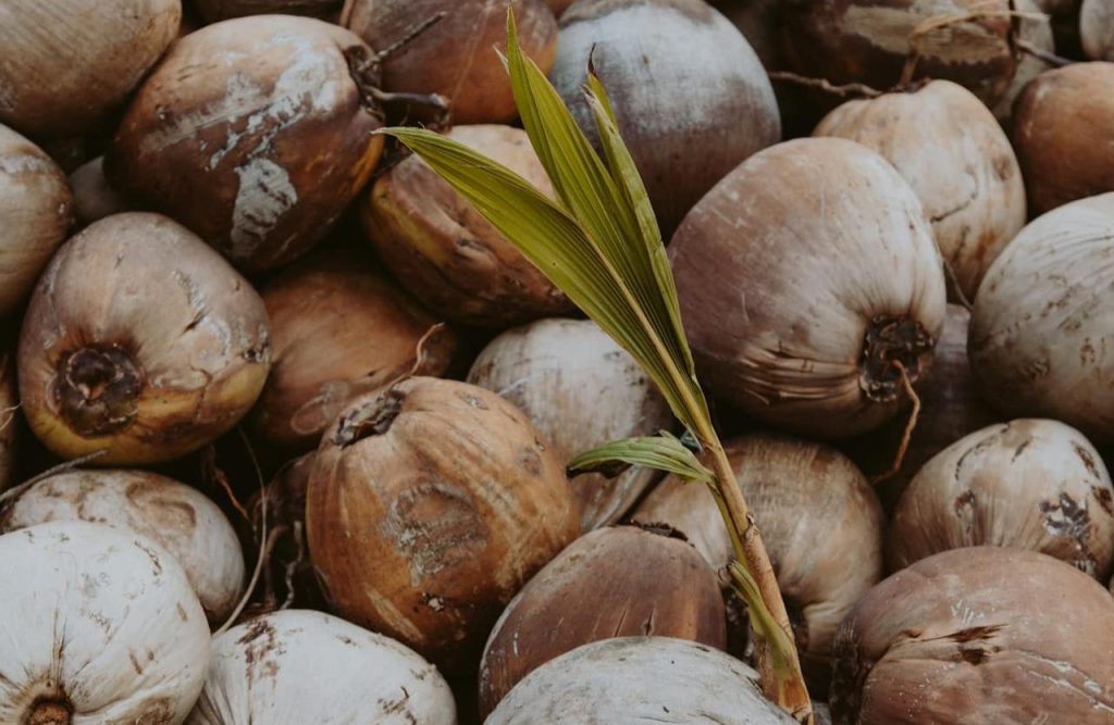 Cómo Germinar El Coco Paso A Paso: Consejos Y Guía 2024