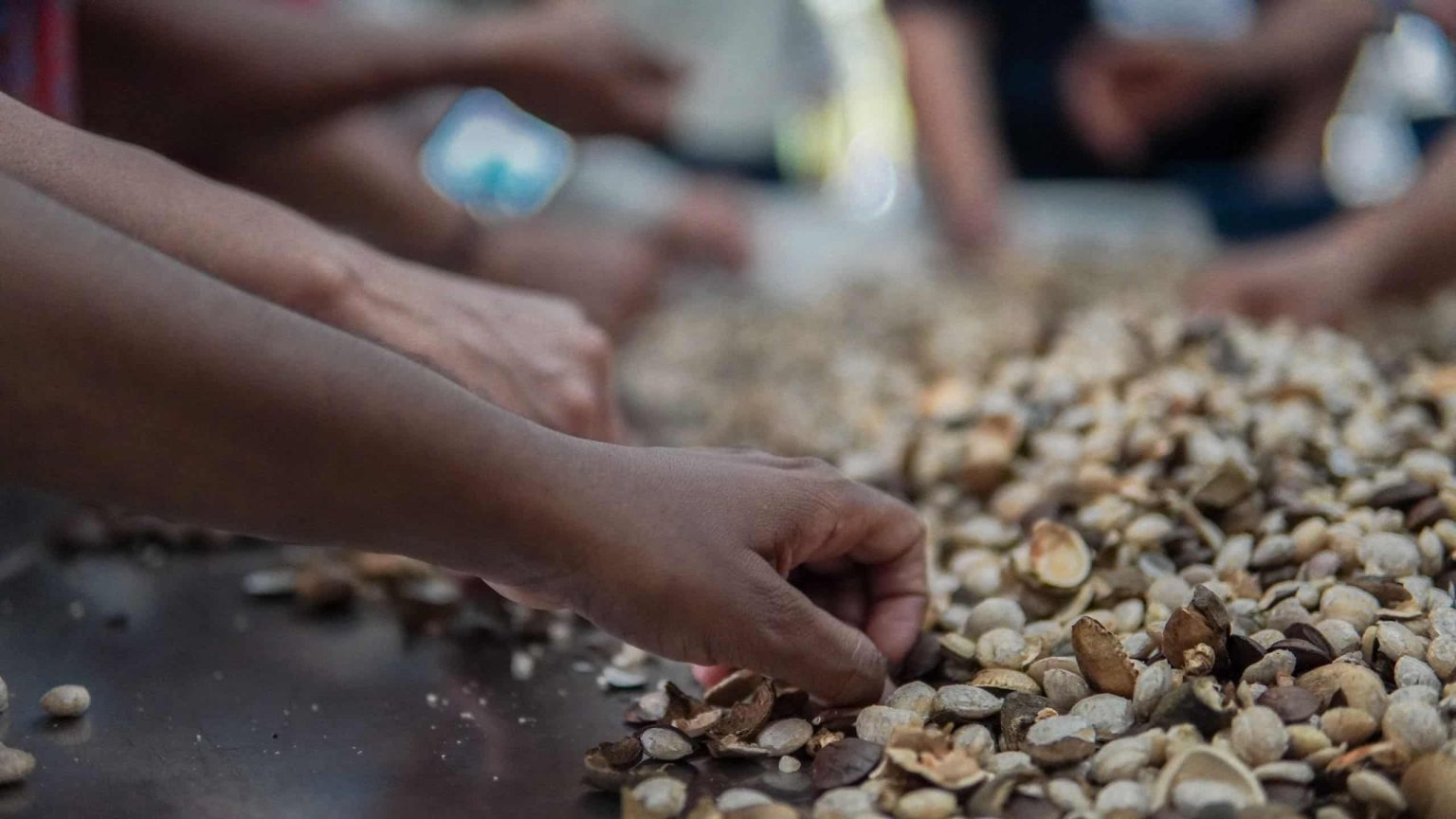 ¿Dónde Crece El Sacha Inchi?: Origen, Cultivo Y Distribución