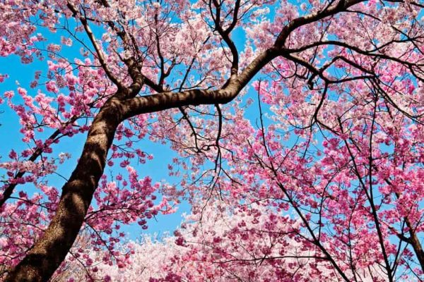 Flor De Cerezo Y Su Significado En La Cultura 2024