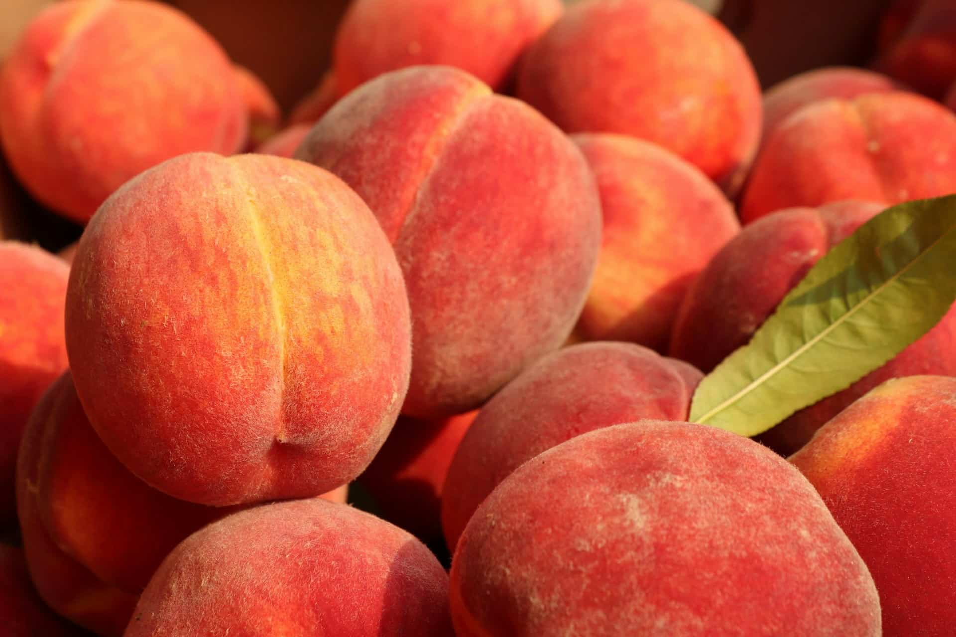 Los Sorprendentes Beneficios Del Damasco: Tesoro Nutricional