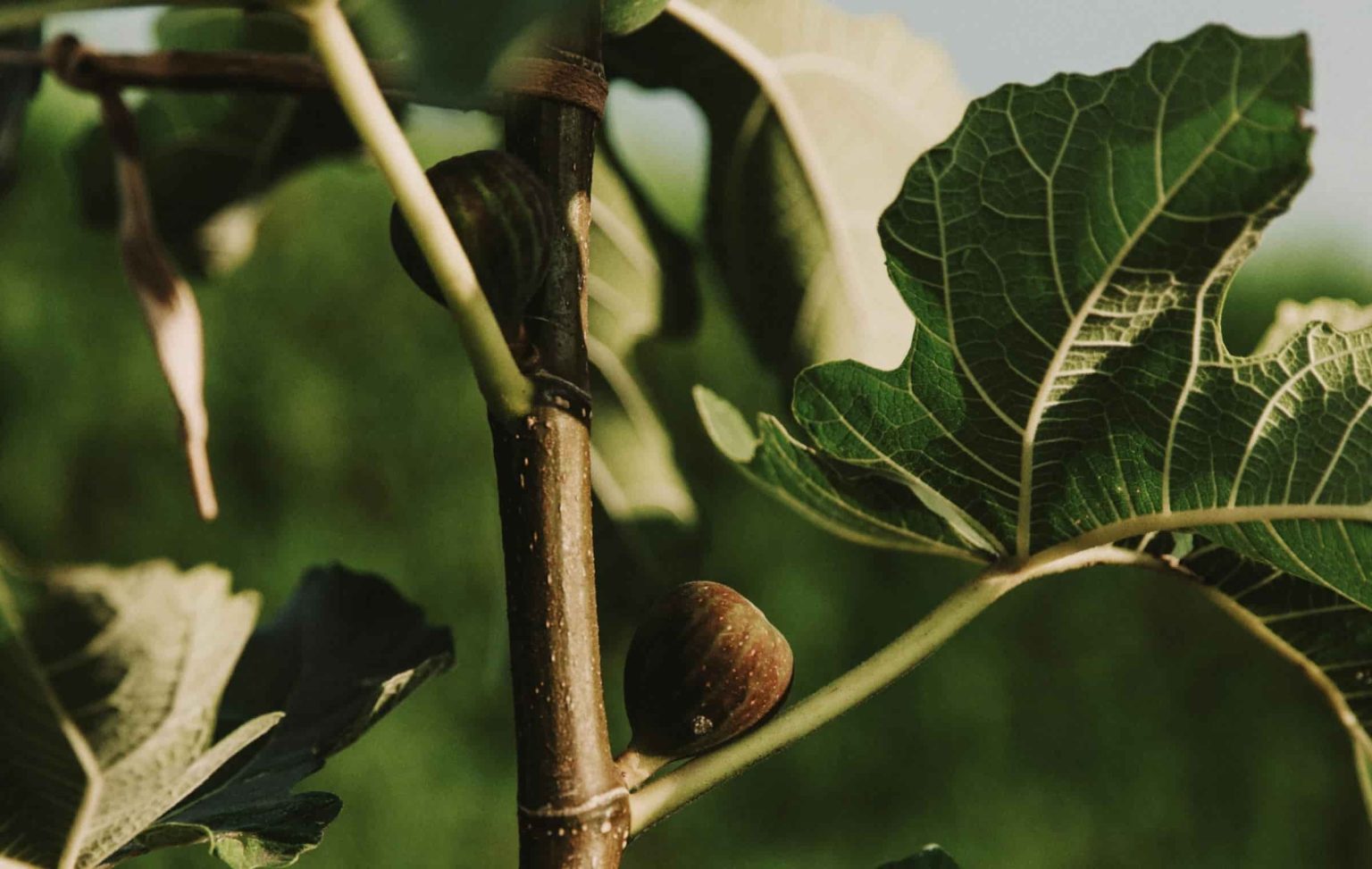 La Hoja De Higo, Sus Beneficios Y Usos Medicionales 2024